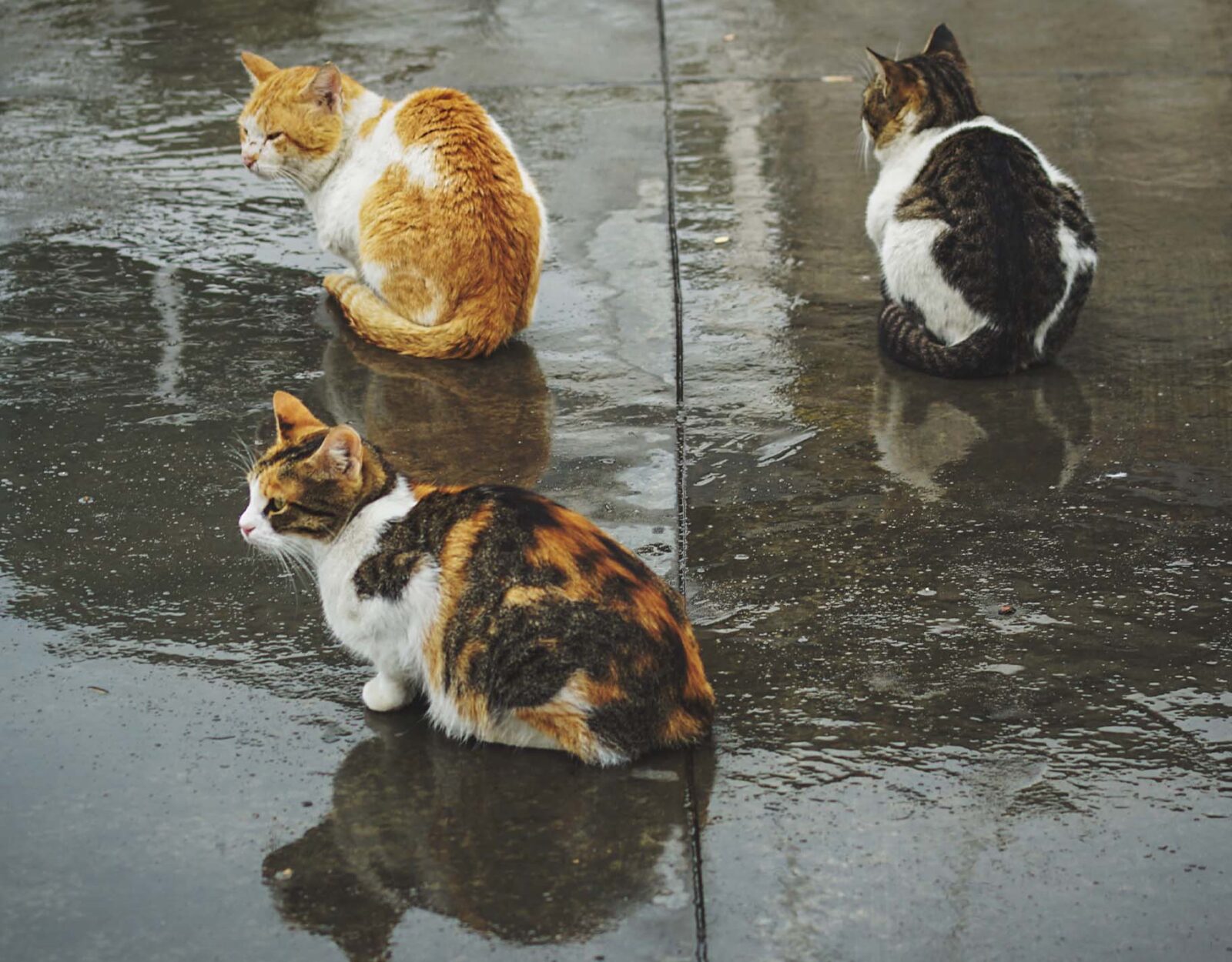How to Rescue Stray Animals After a Typhoon or Calamity