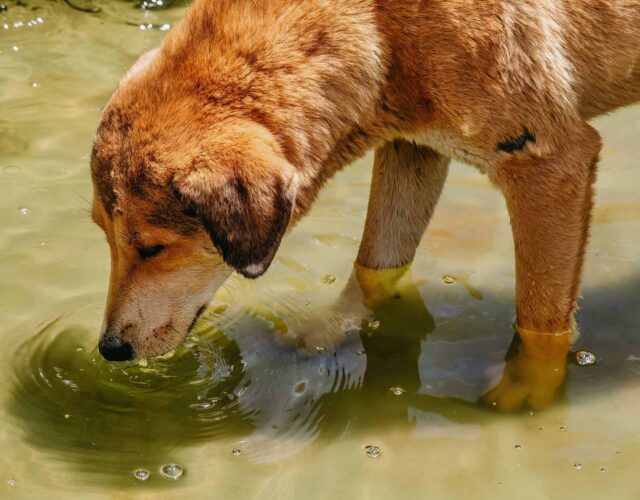 How to Rescue Stray Animals After a Typhoon or Calamity